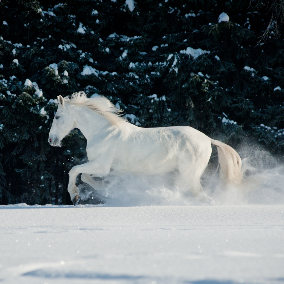 Cold Snaps and Horses – Evolution Equestrian Co.